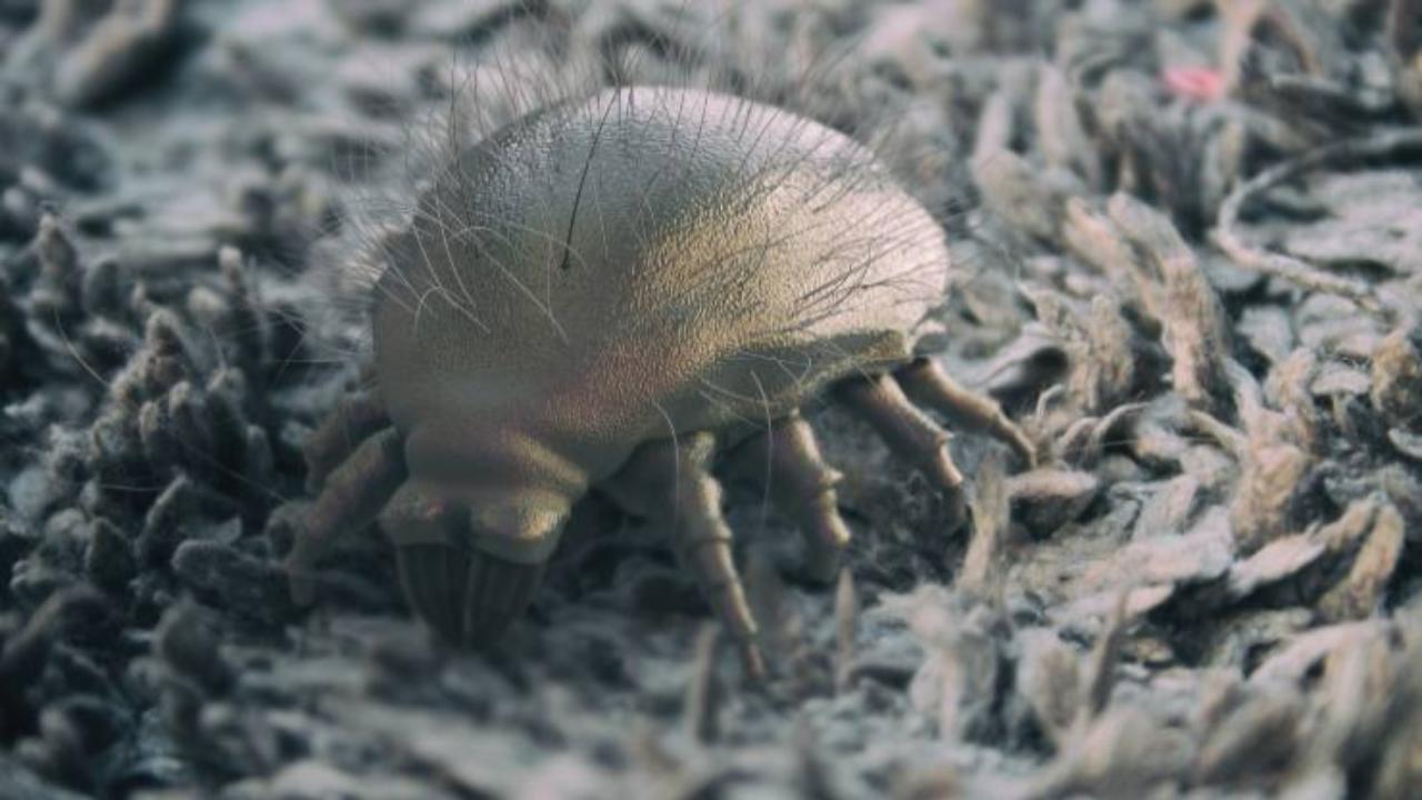 Boom di acari se hai casa pulita ma con questo problema