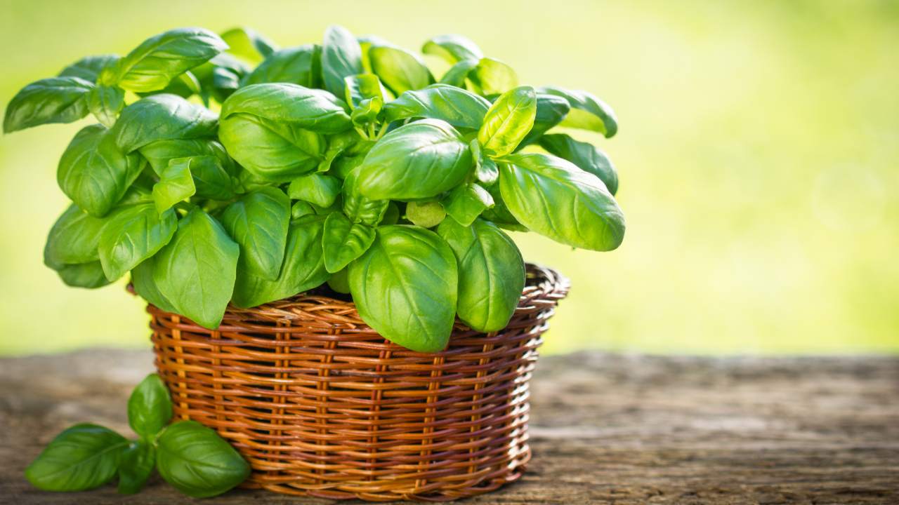 Come produrre basilico di continuo: basta fare questo
