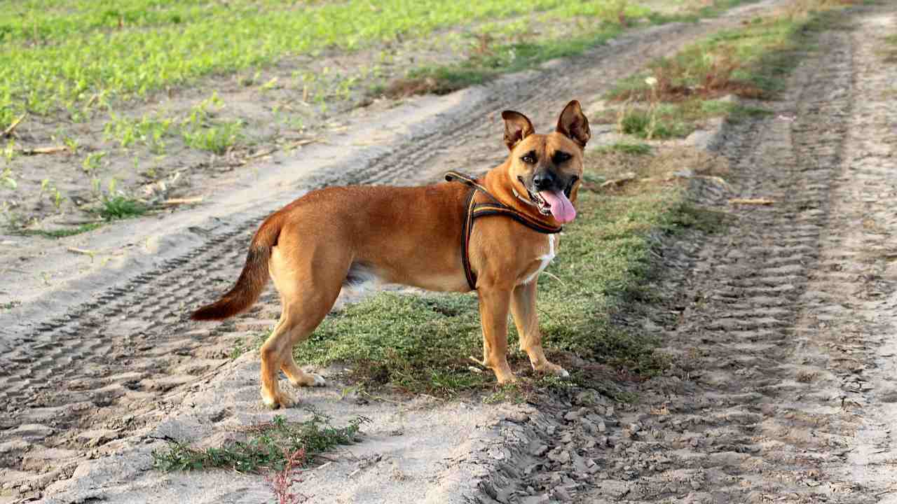 Cane morso da un serpente: cosa rischia e cosa fare