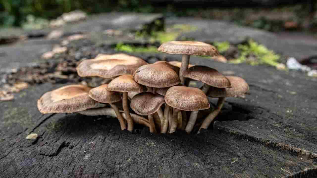 Funghi: come raccoglierli senza far danni all'ambiente