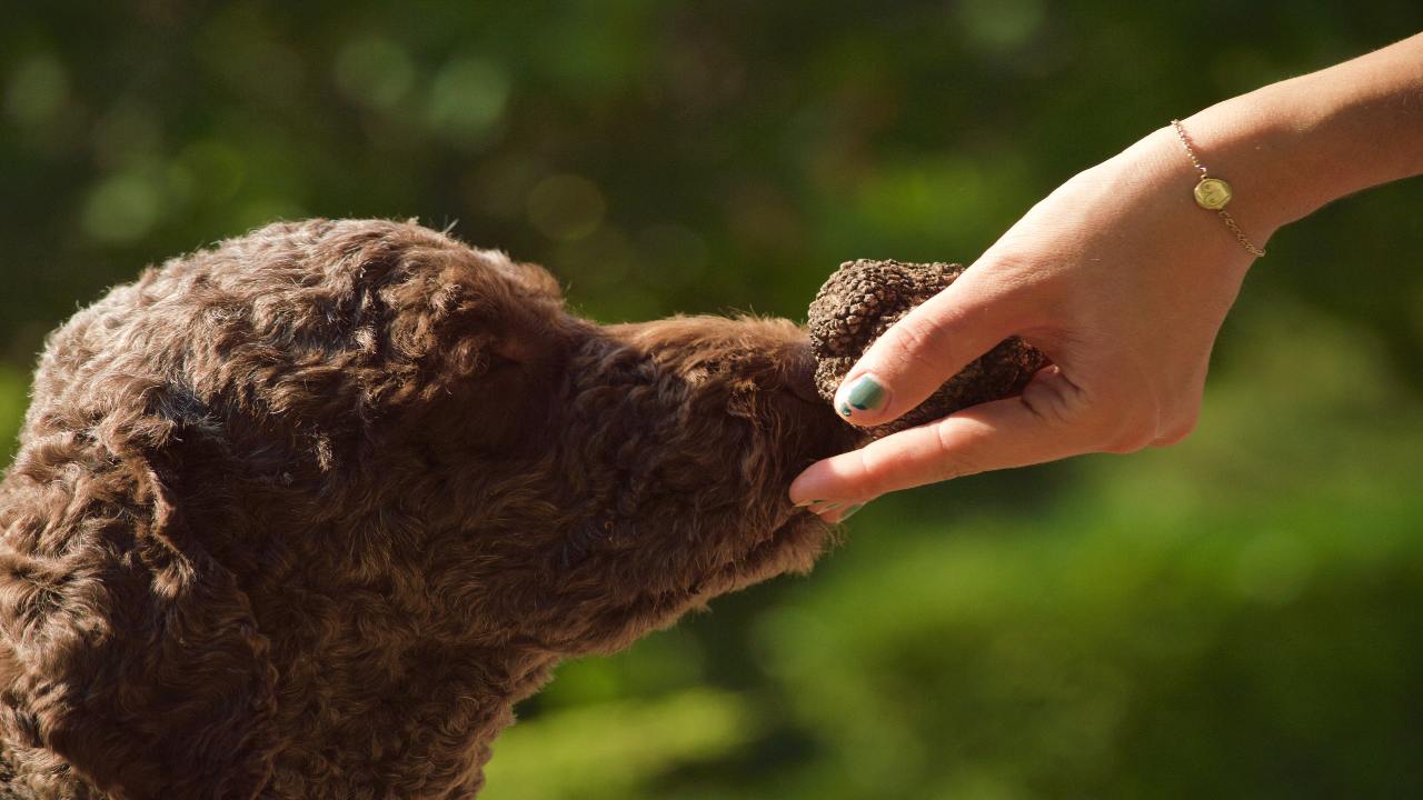 Lagotto romagnolo, cosa sapere sul cane da tartufi per eccellenza
