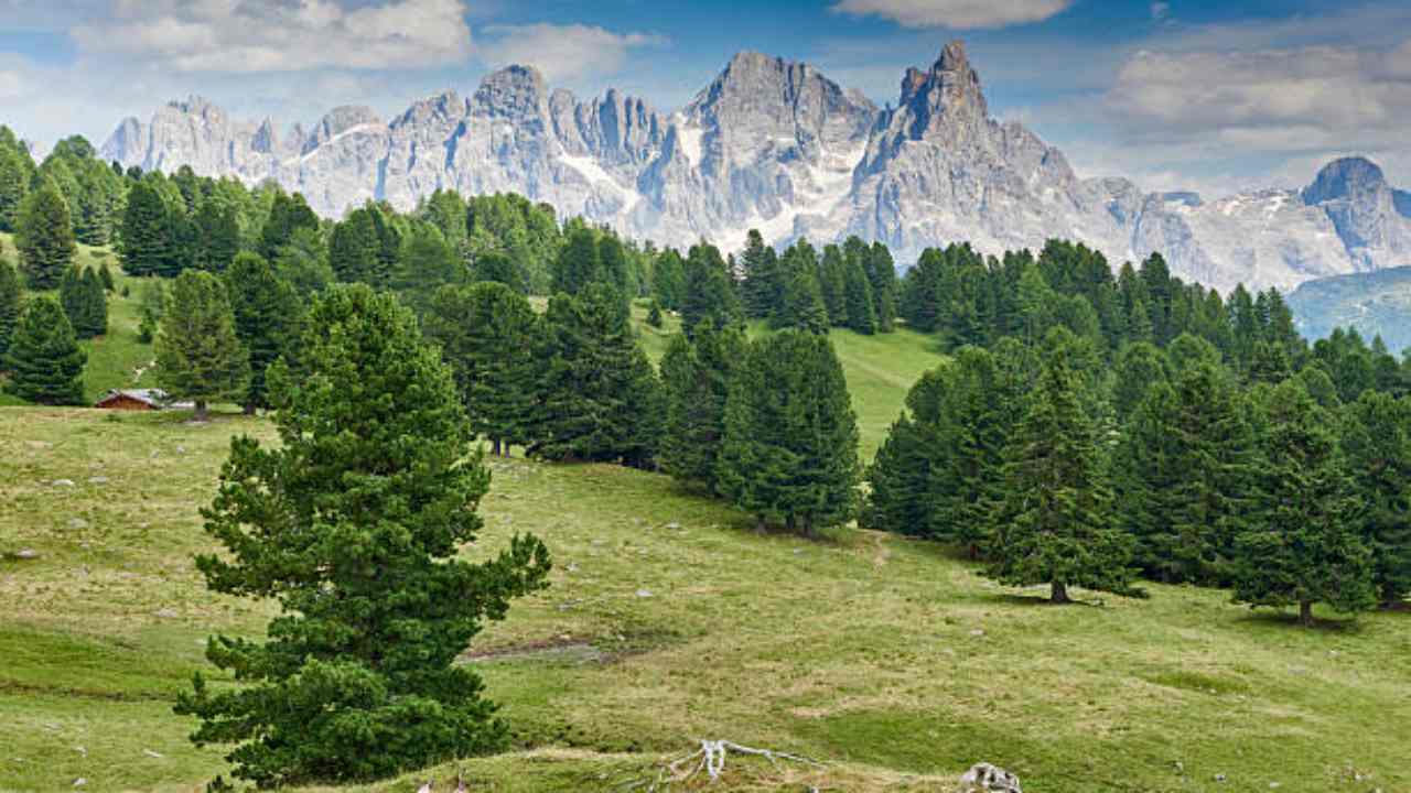Cosa sta succedendo alle foreste causa della siccità