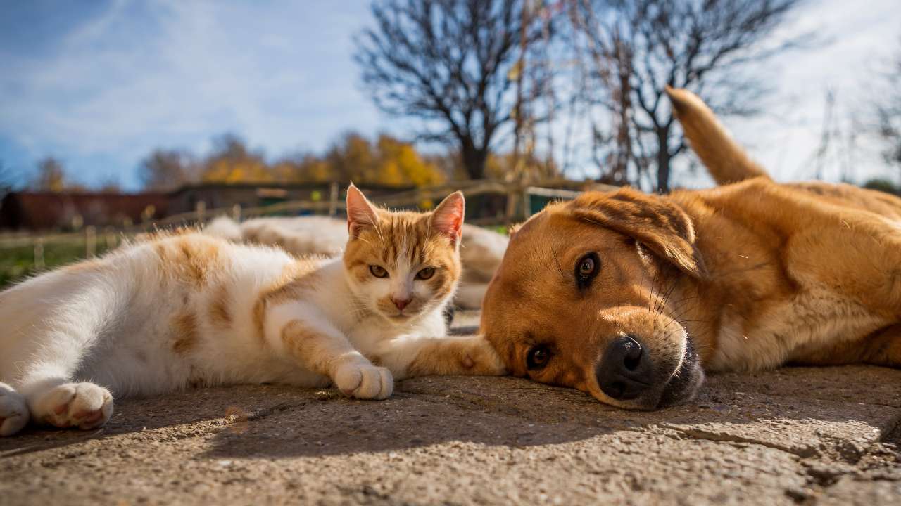 Cani, 10 razze che possono convivere con i gatti in casa