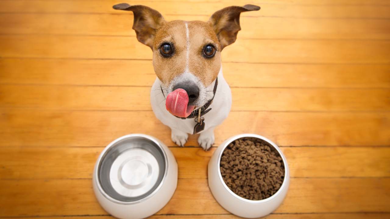 Le verdure da non dare mai ai cani: sono pericolose