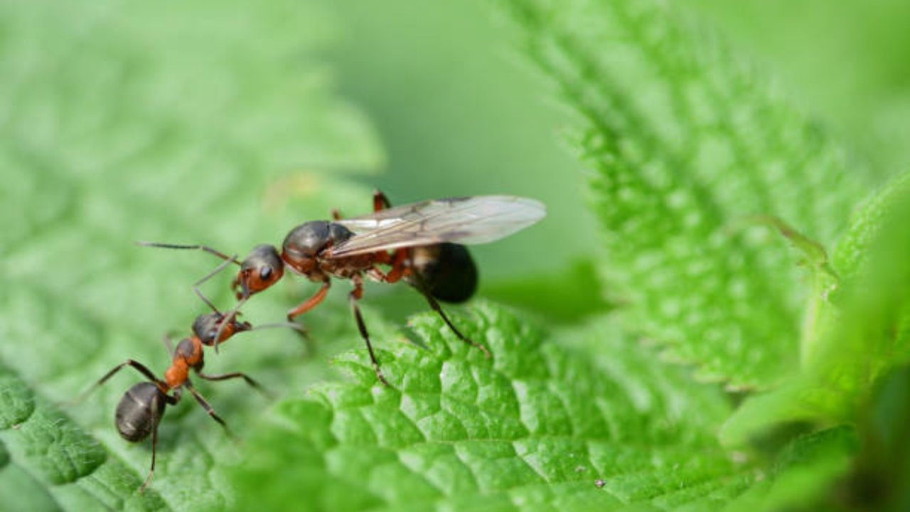 La lunga vita delle formiche regina: i risultati dello studio