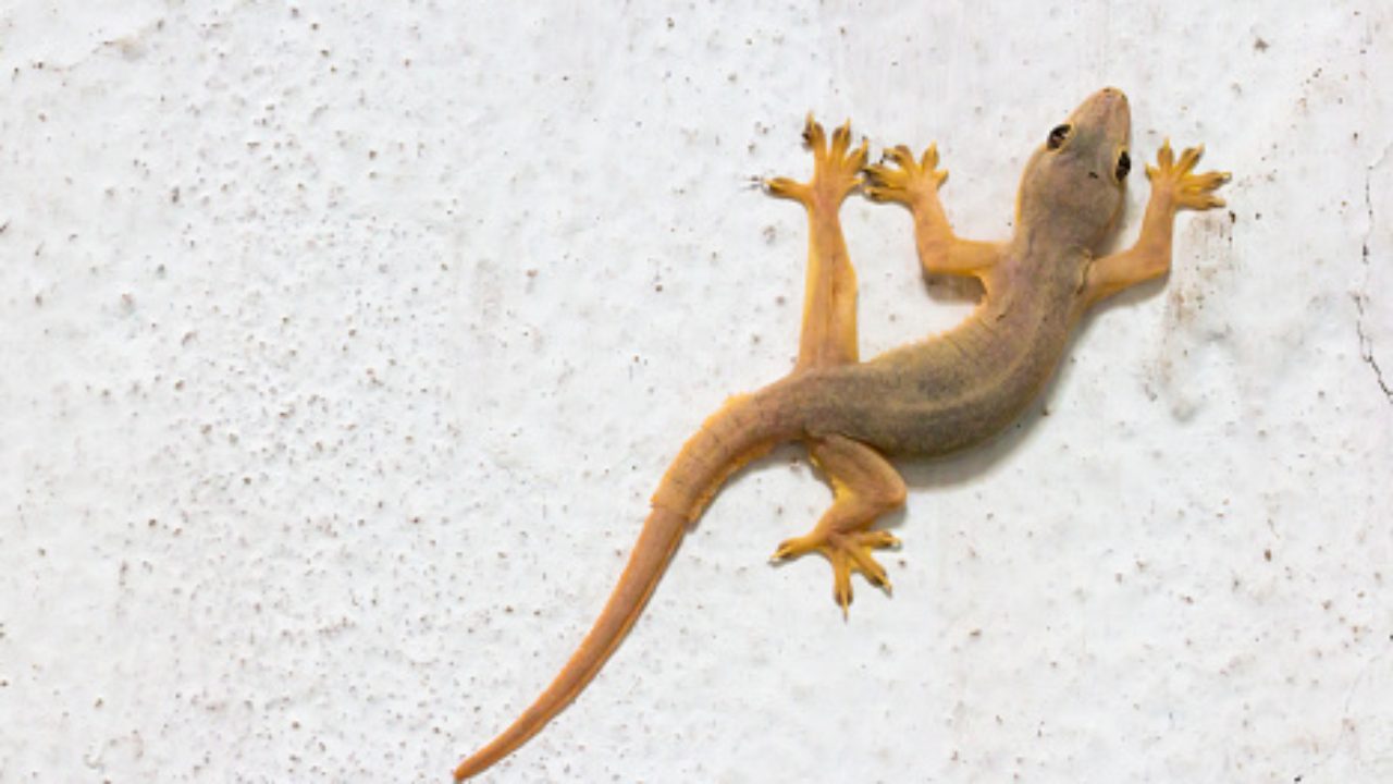 Gechi che entrano in casa: basta piazzare questo per risolvere