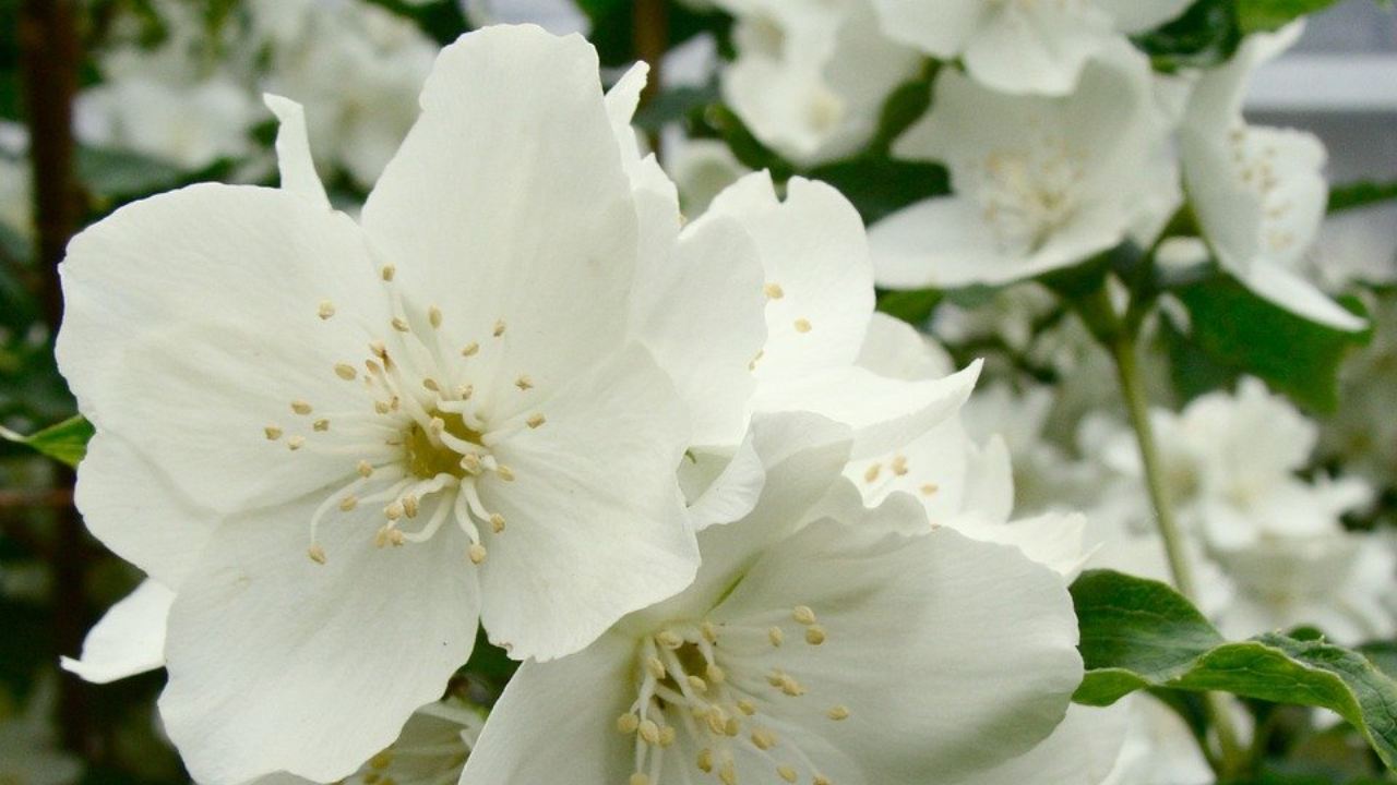 Gelsomino notturno, come coltivarlo e cosa bisogna sapere