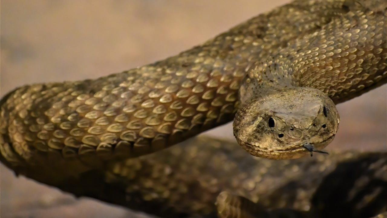 Scoperte tre nuove specie di serpenti: come sono fatti