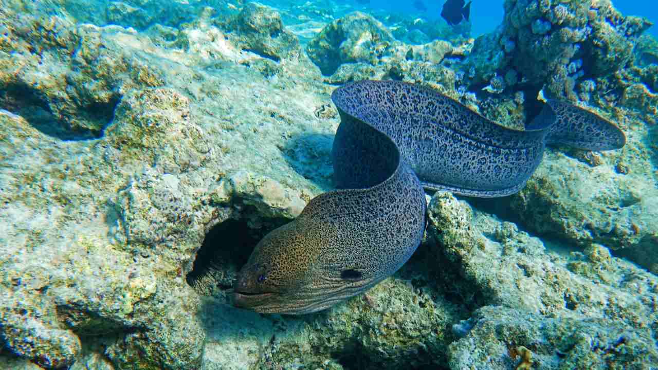 Studiare la migrazione delle anguille per salvarle dall'estinzione