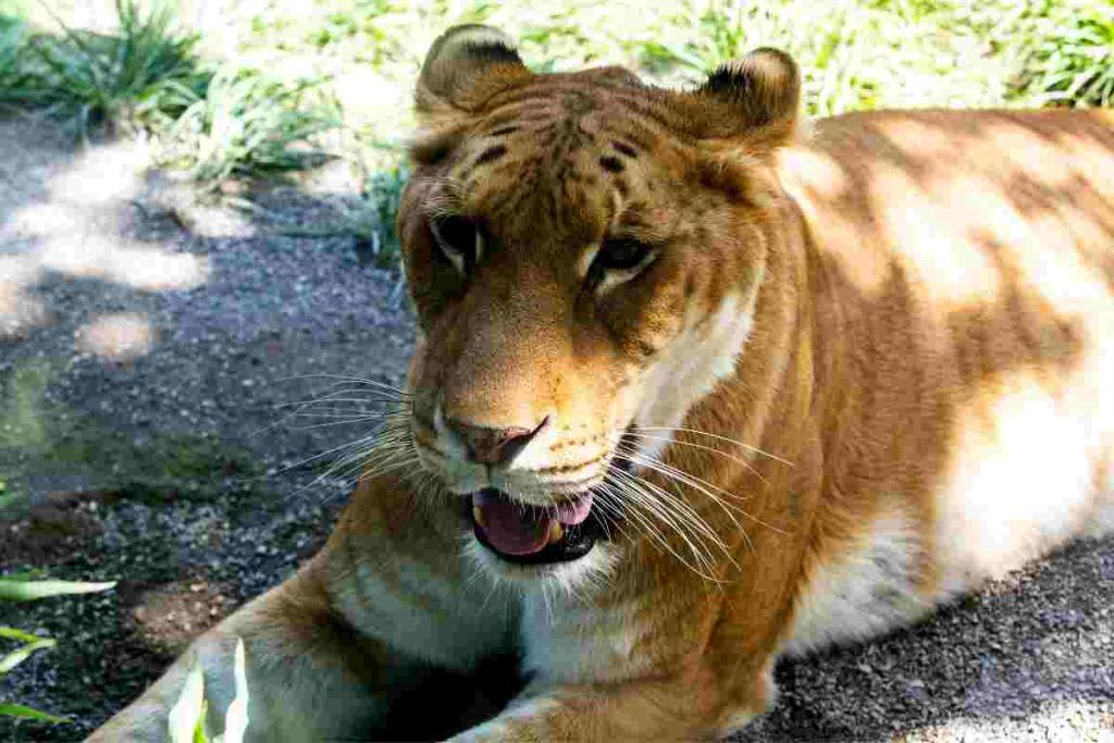 Hai mai visto una ligre, incrocio tra leone e tigre?