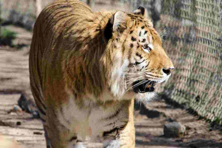 Hai mai visto una ligre, incrocio tra leone e tigre?