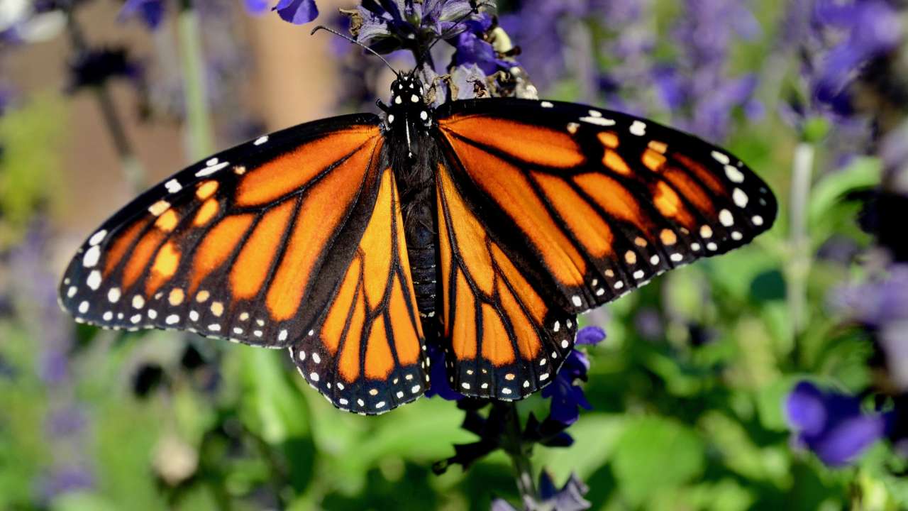 La metamorfosi della farfalla per spiegare ai bambini cos'è la cura