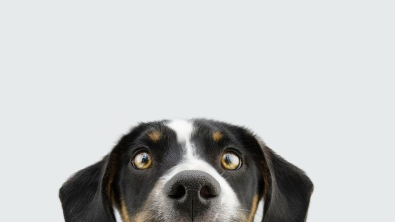 Sai quali colori vedono i cani?