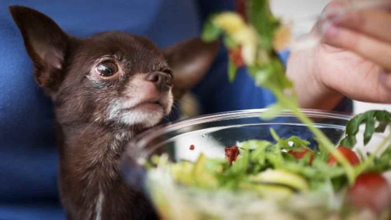 Si può dare la rucola al proprio cane? Cosa sapere