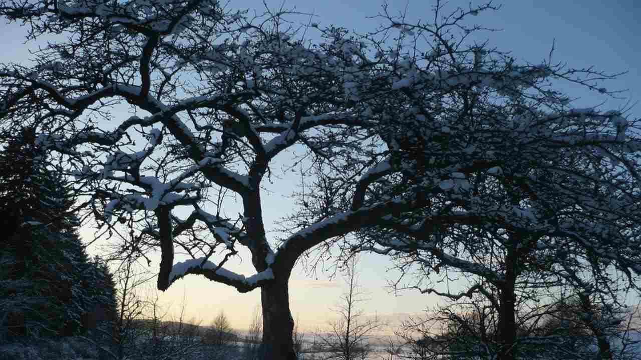 Qual è il periodo migliore per potare gli alberi?