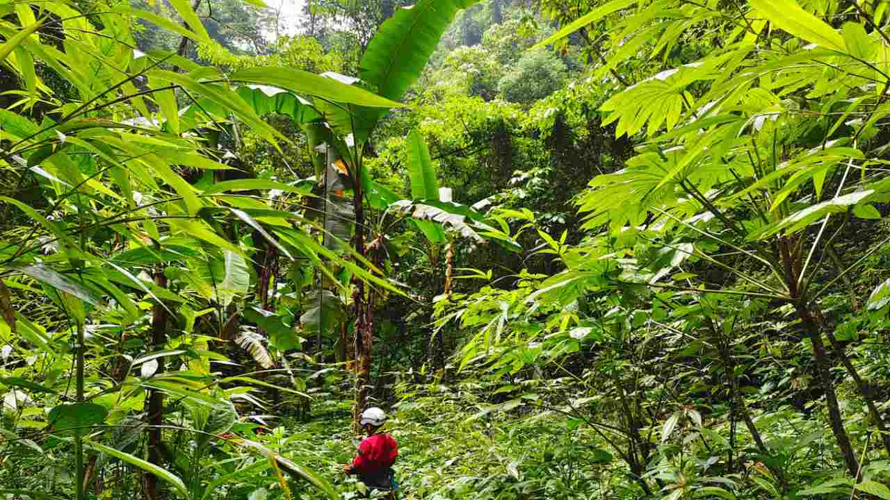 Scoperta immensa oltreoceano: può sorreggere qualcosa di unico