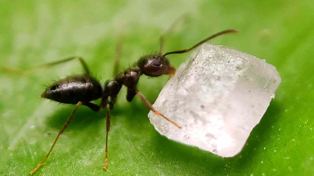 Formiche, il metodo infallibile dei tappi: andranno via in pochi minuti