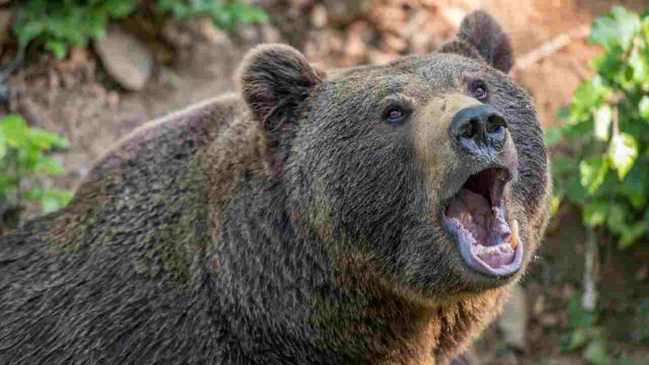 Quest'orsa entra in casa e guardate cosa fa | Video
