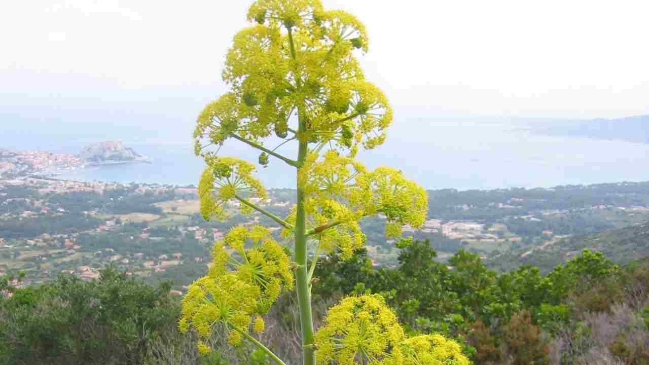Ritrovata una pianta estinta 'miracolosa'?
