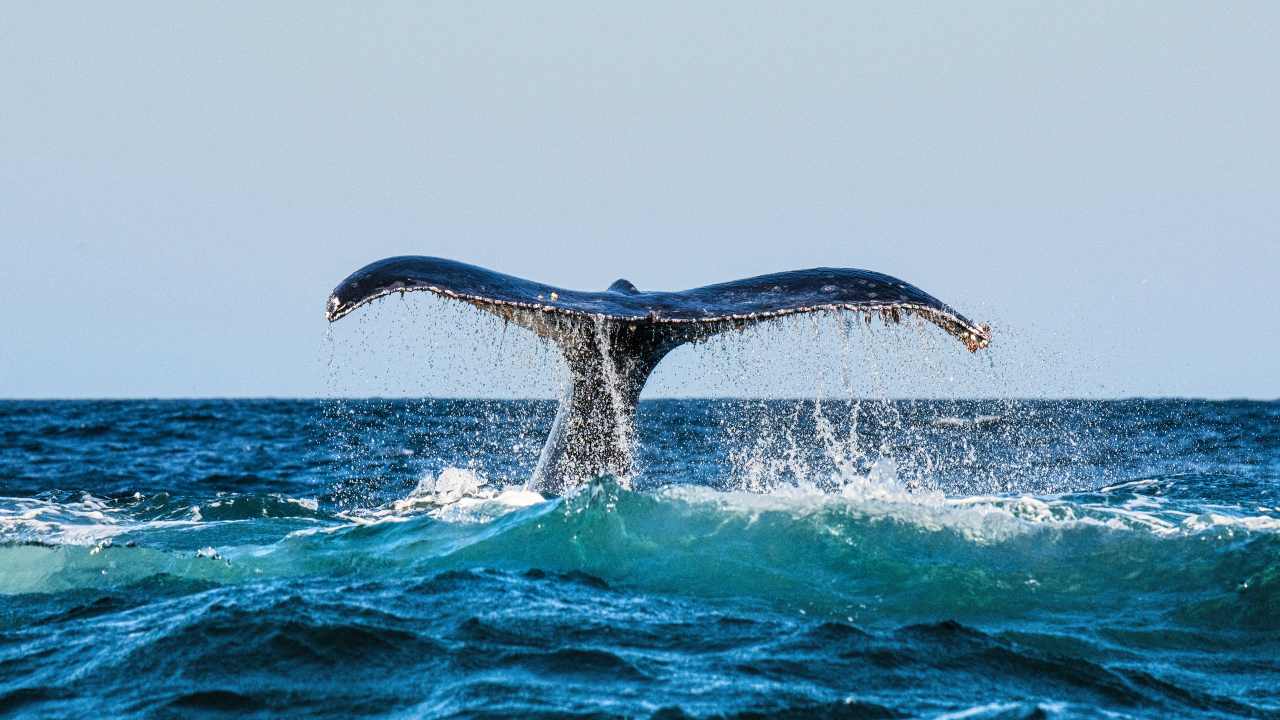 Balena di Rice, appena scoperta e già in via di estinzione