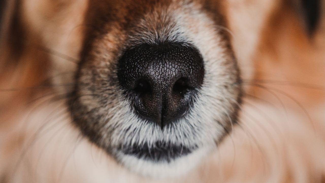 Perché i baffi dei cani non andrebbero mai tagliati
