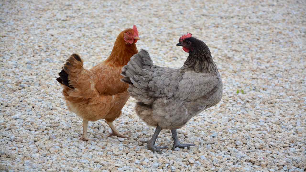 Cosa devi sapere se dai il pane vecchio alle galline