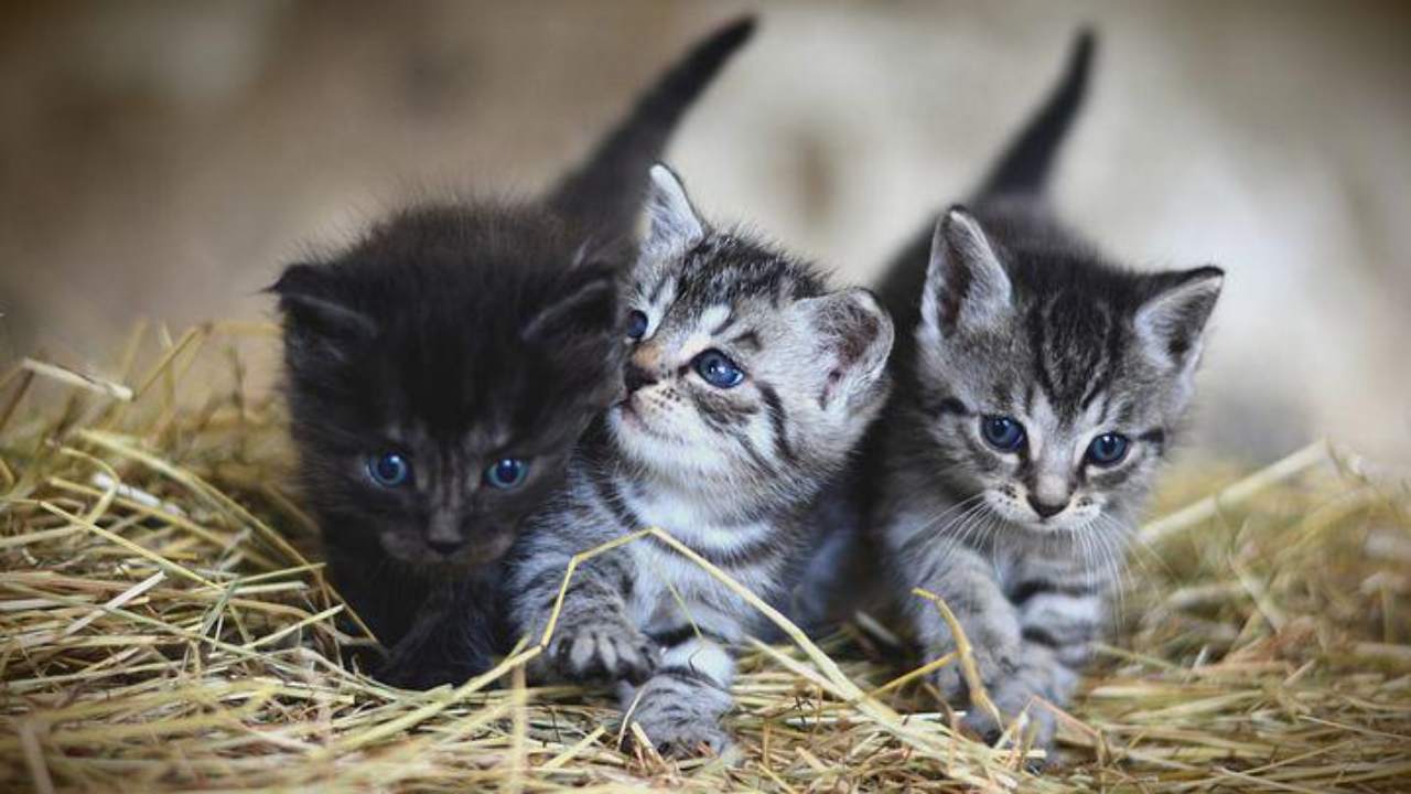 Gatti, idee per nomi femminili rari e brevi