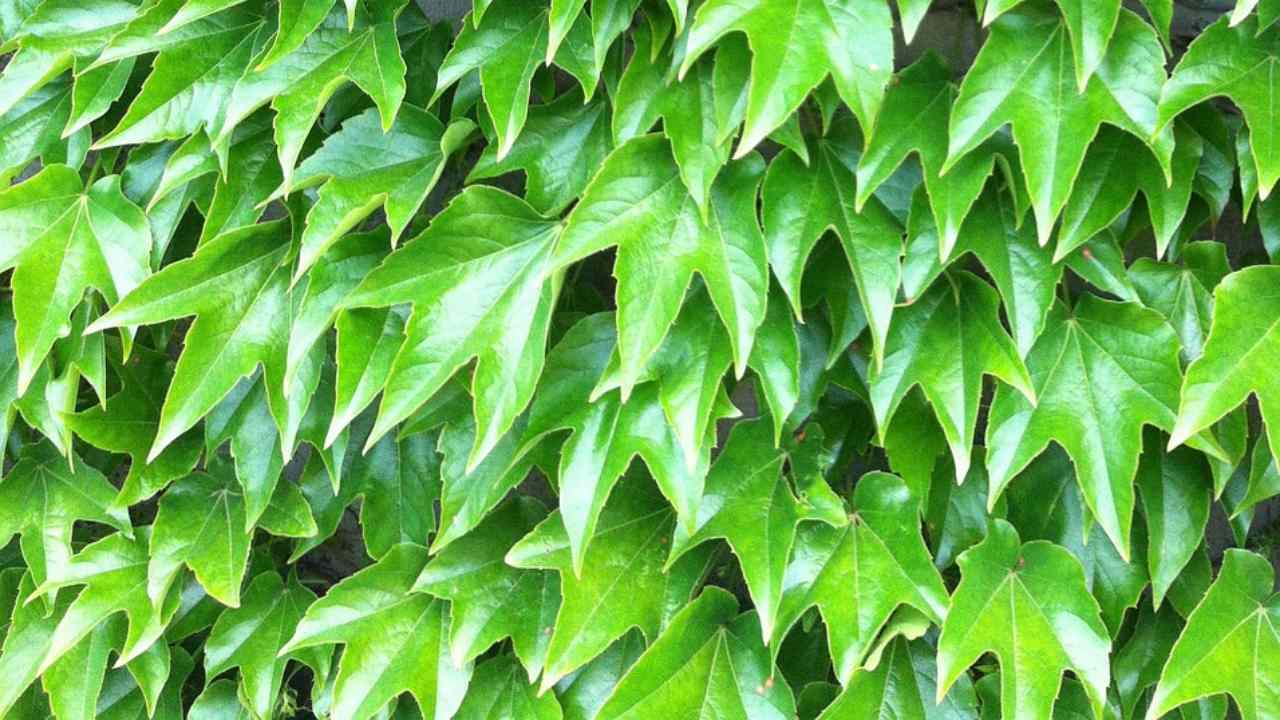 Questa pianta da esterno resiste sia al freddo che alla siccità