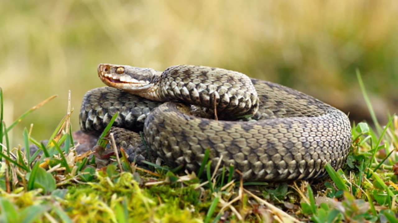 Come stanare serpenti nascosti in giardino: basta fare questo