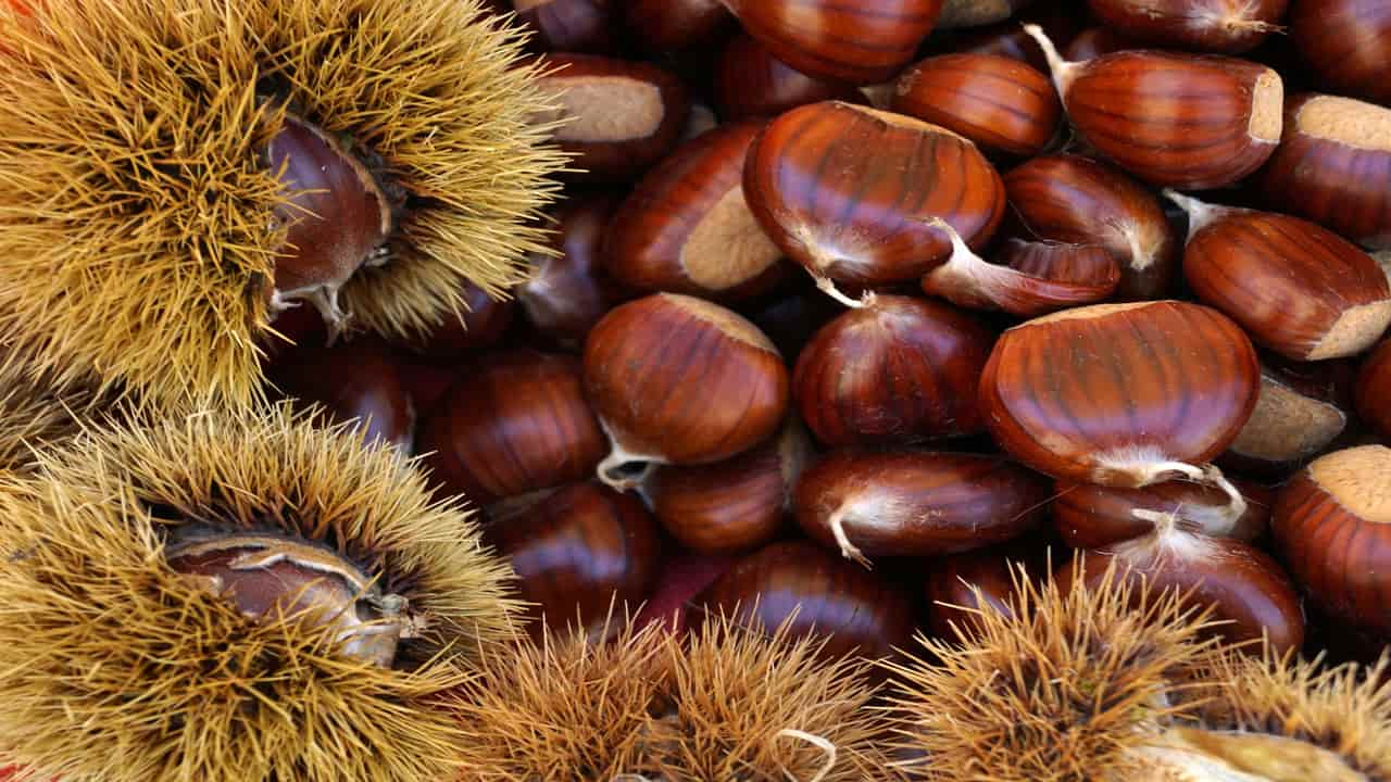 Castagne, occhio a quelle tossiche: come riconoscerle