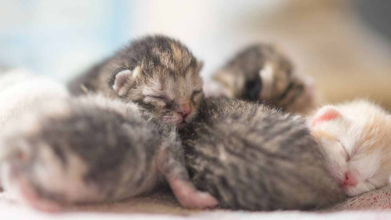 Gatti appena nati, come capire se sono maschi o femmine