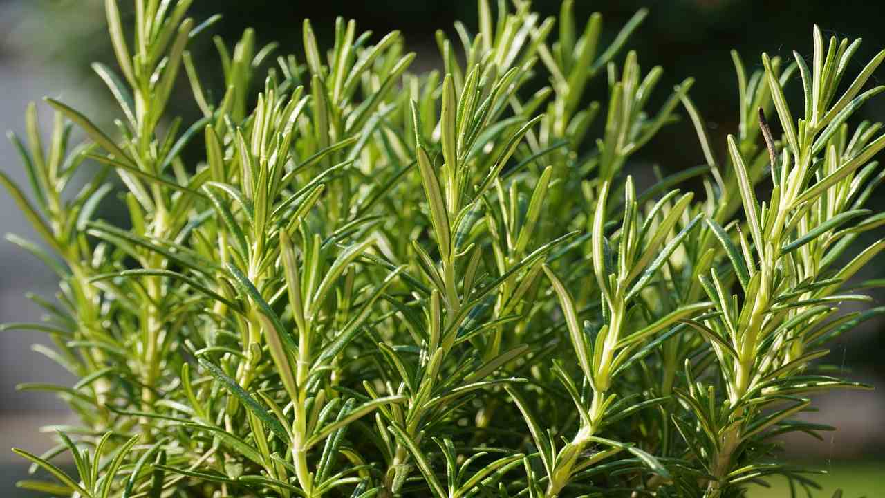 Rosmarino, tutti i trucchetti per poterlo coltivare in giardino
