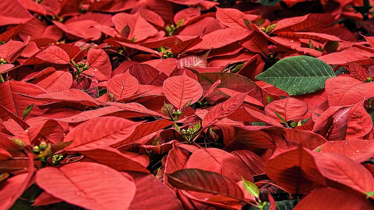 Stella di Natale, fai attenzione a questo dettaglio: è pericoloso