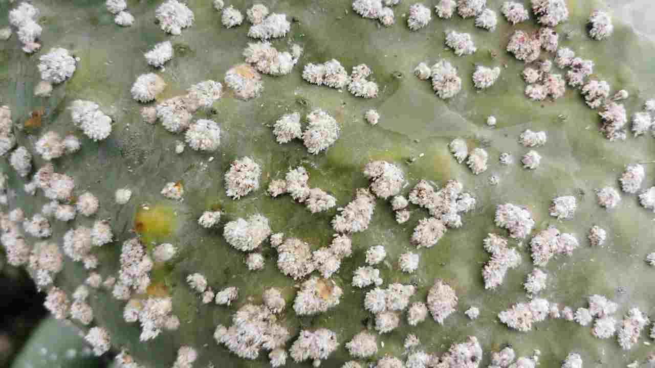 Nuova specie "aliena" trovata in Italia: occhio a questo insetto