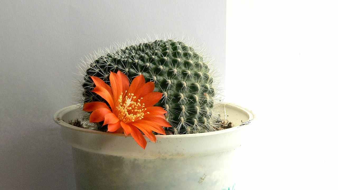 Rebutia, come prendersi cura di questa pianta grassa