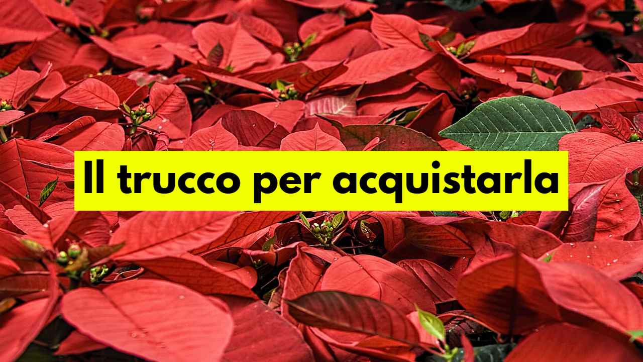 Stella di Natale, occhio all'acquisto: quale scegliere