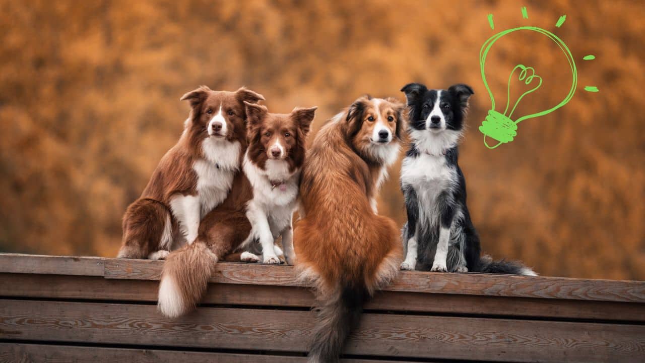 Sai qual è il cane più intelligente del mondo: svelata la razza