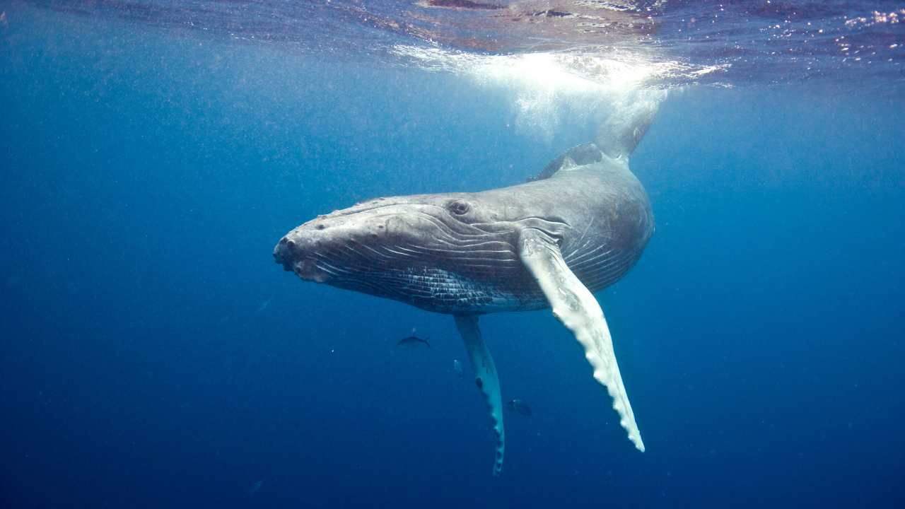 Balene, fondamentali per combattere il cambiamento climatico: perchè