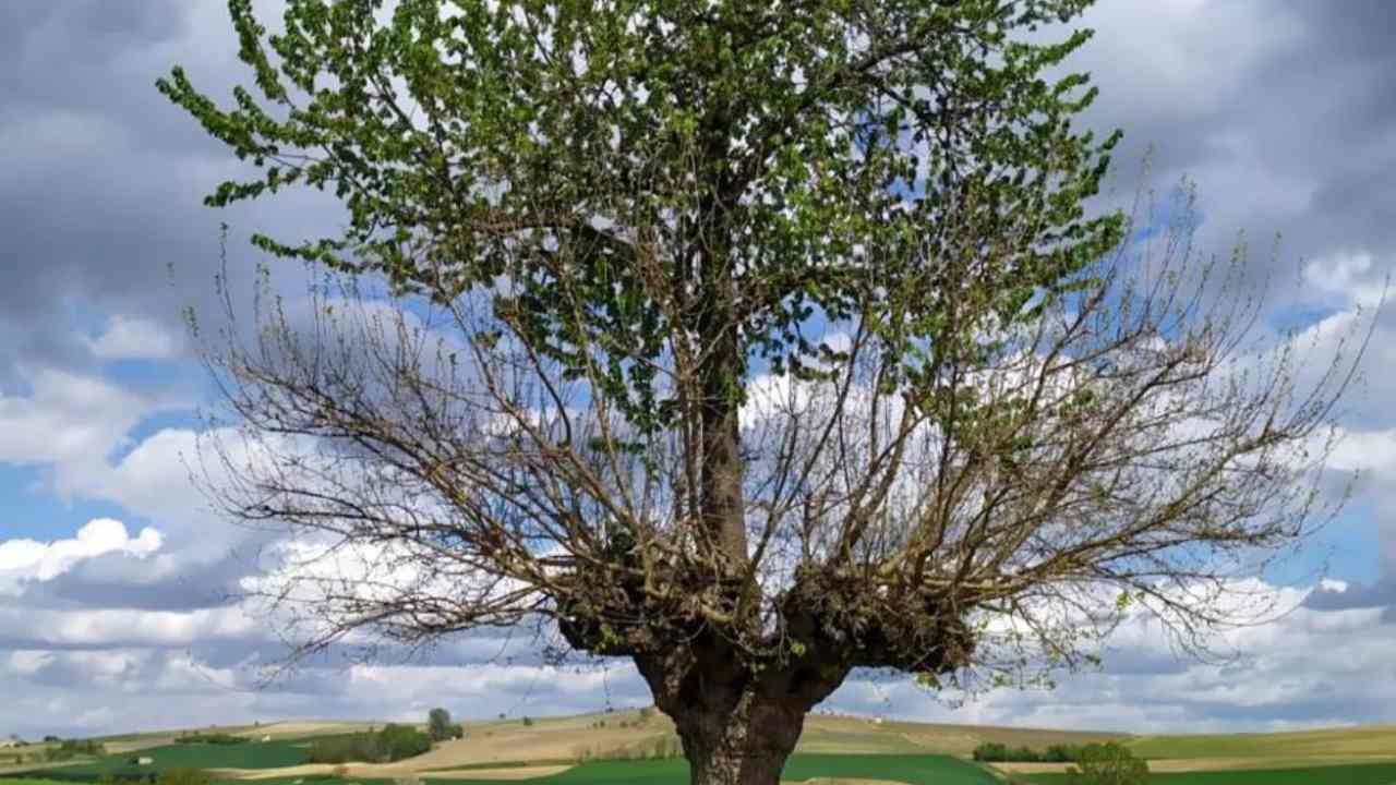 Bialbero, meraviglia della natura: su un gelso è cresciuto un ciliegio