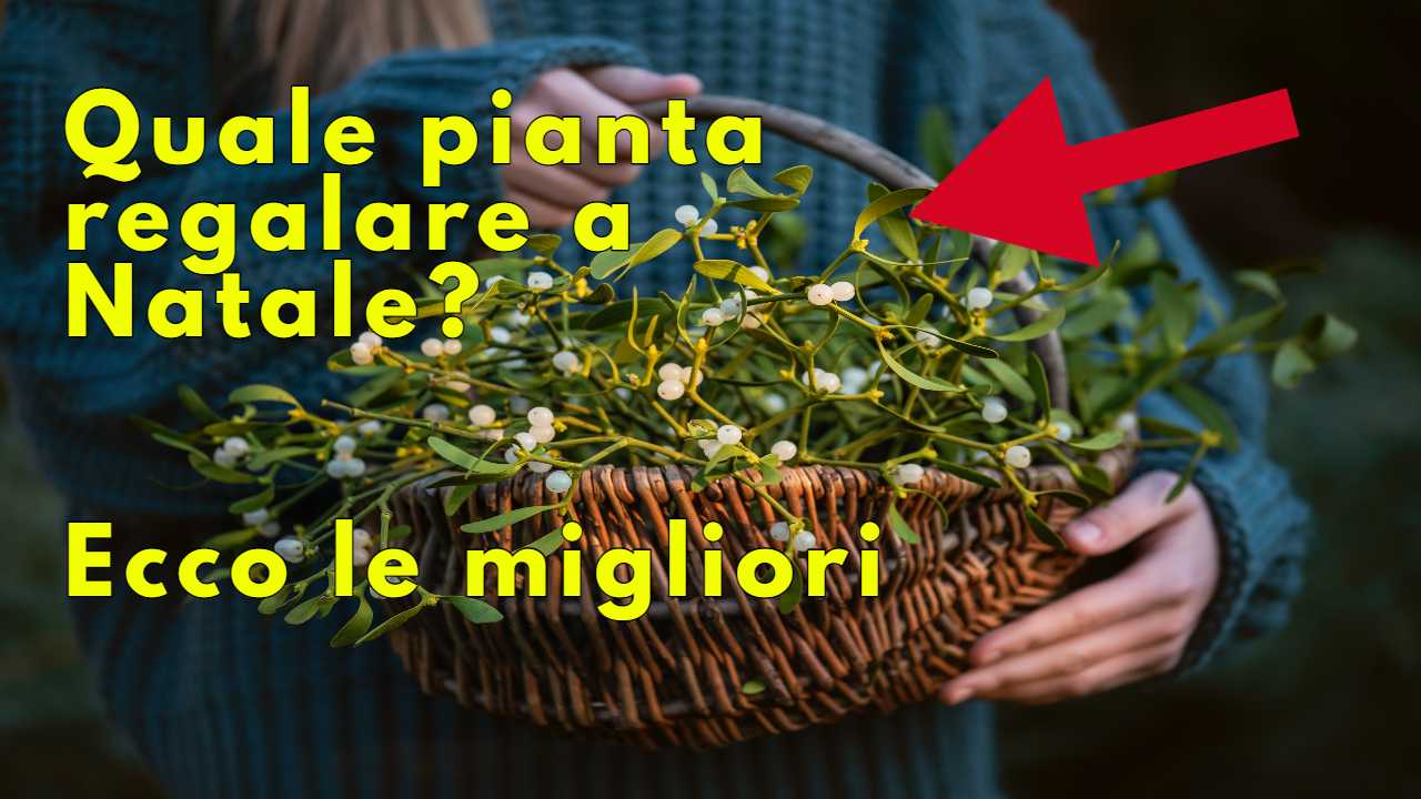 Vuoi regalare una pianta a Natale? Le migliori come presente
