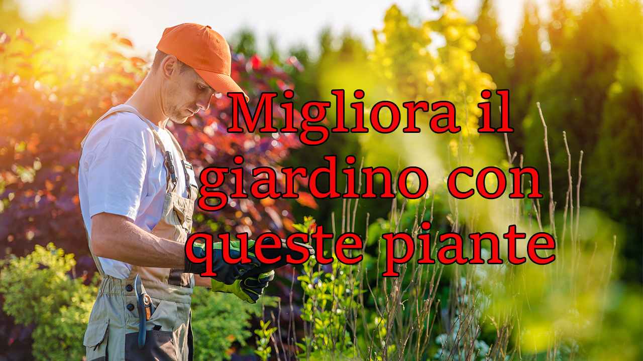 Giardino, quali piante scegliere per avere il più bello