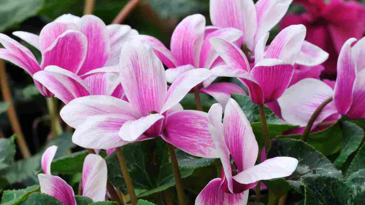 Ciclamino, tutte le foglie cadono: non allarmarti questi i possibili motivi