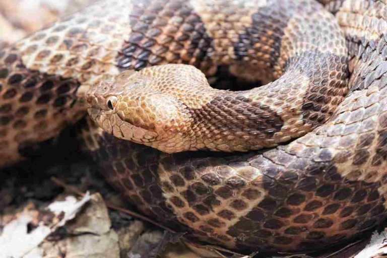 Impara a distinguere tra biscia e vipera: è fondamentale saperlo
