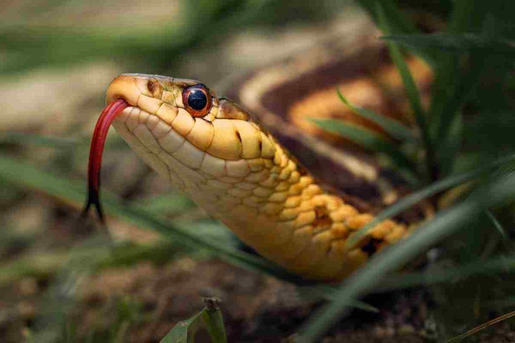 Impara a distinguere tra biscia e vipera: è fondamentale saperlo