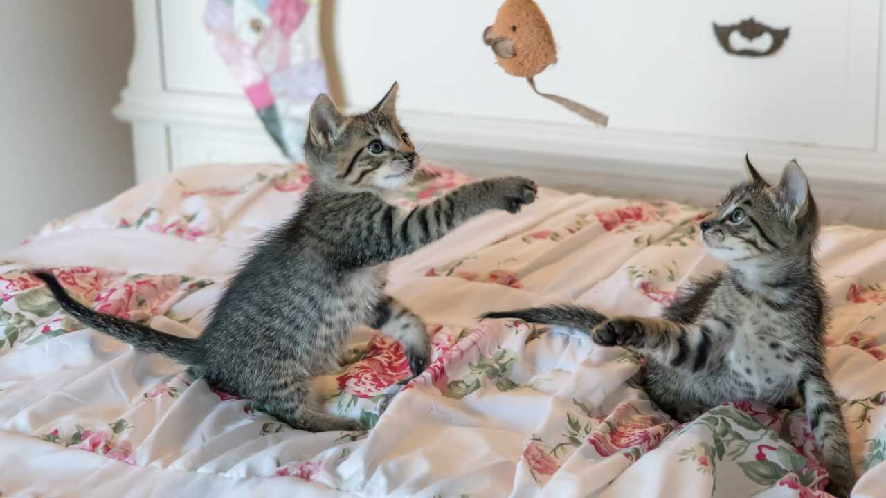 Prendi in affido un gatto: come diventare un Cat keeper