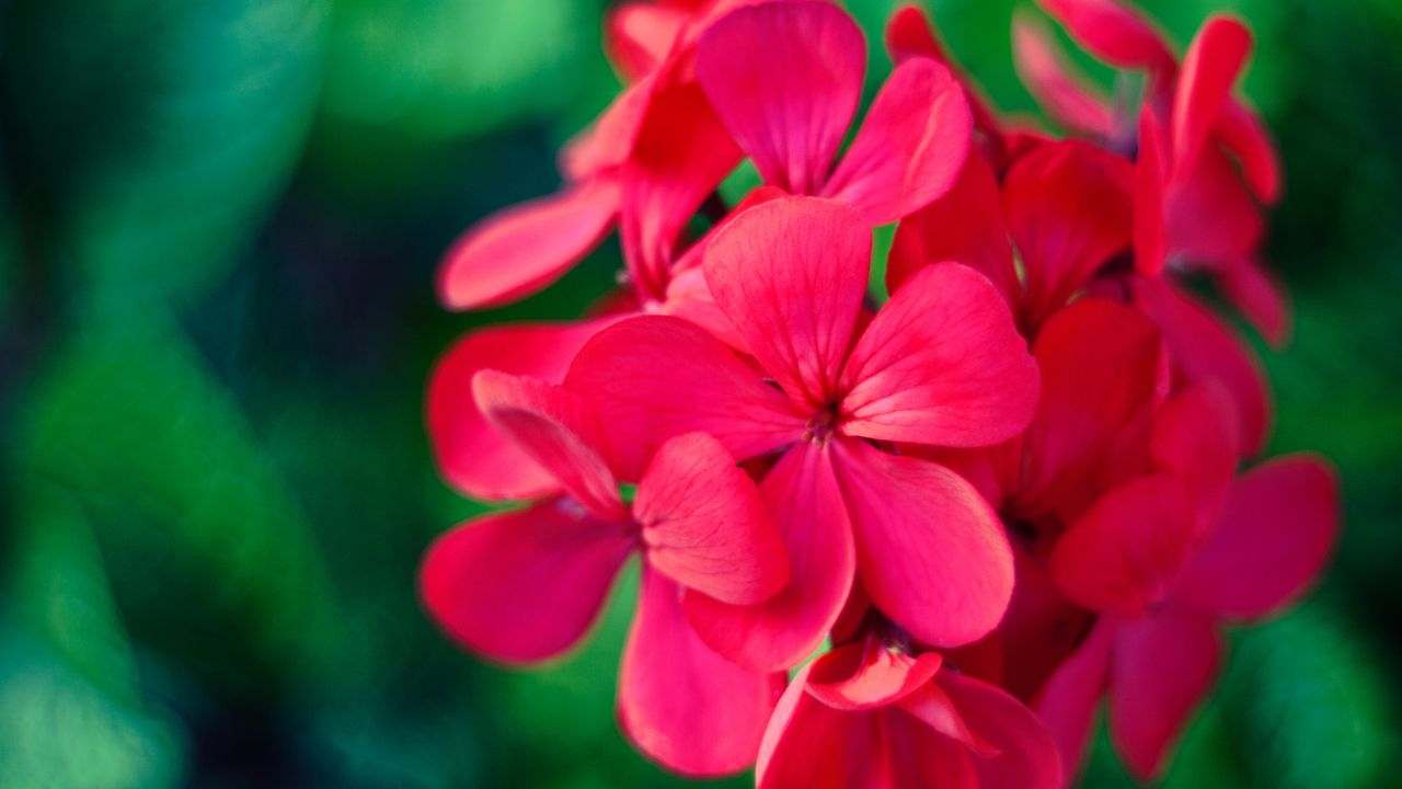 Geranio, sai che devi prendertene cura regolarmente? I segreti