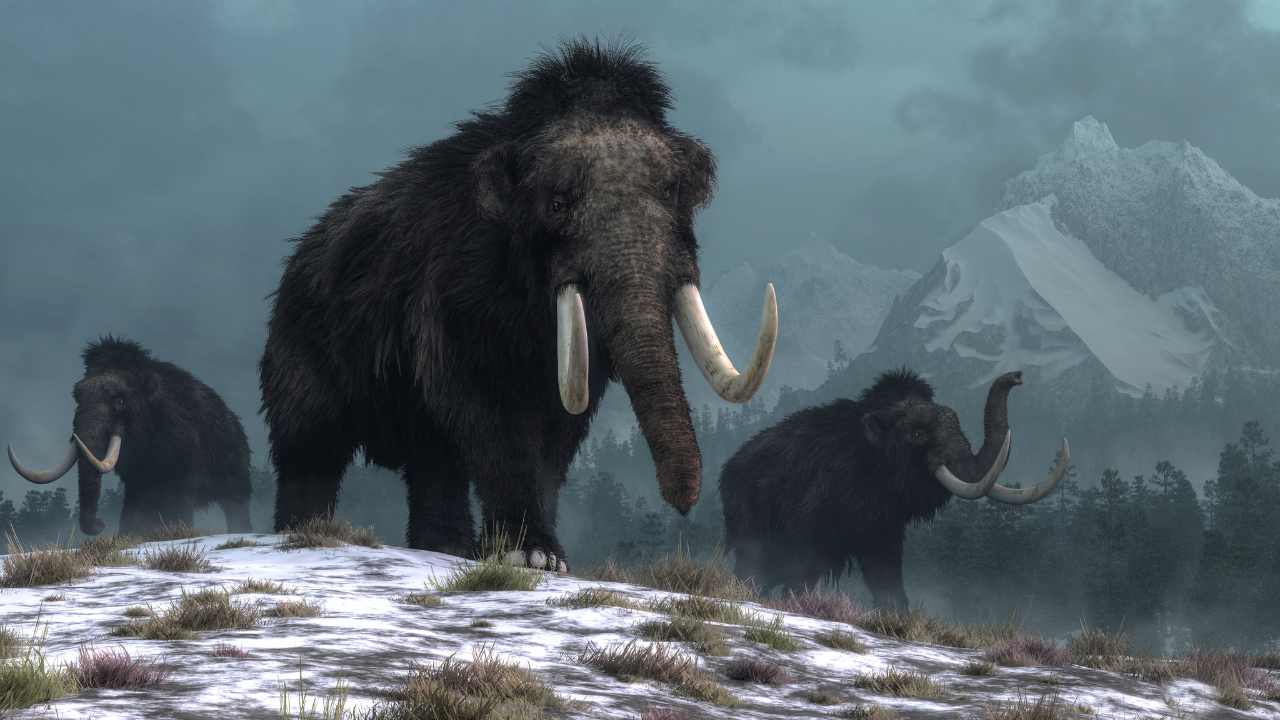 Polpetta di Mammut: gli scienziati la creano con carne sintetica