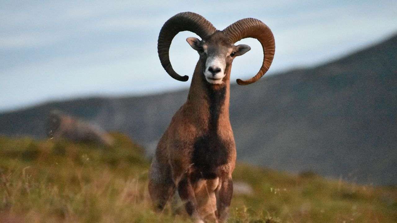 Toscana, mufloni saranno abbattuti: il ministro non replica