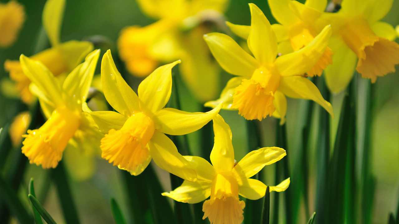 Narcisi, impegno e attenzione ma non fioriscono: i possibili motivi