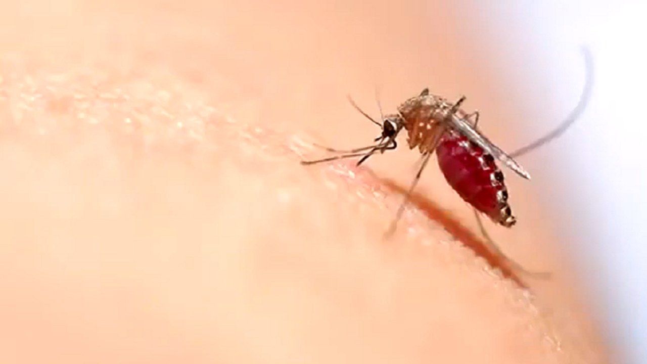 La bella stagione si avvicina, occhio ai pappataci: evita le punture